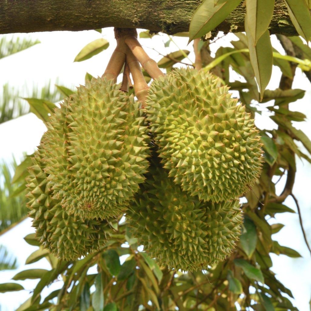 List of The Best Durian Farms In Thailand – Durians.com | Your Ultimate ...